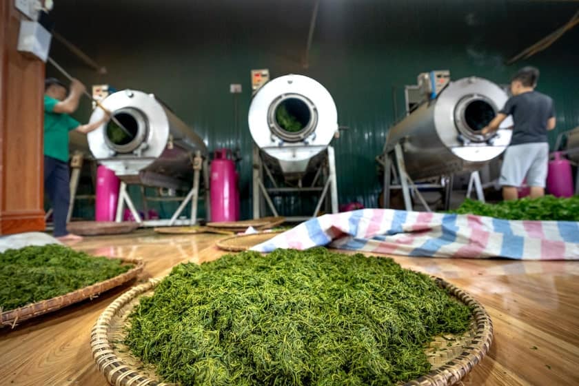 What Are The 6 Types Of Tea? | The Fascinating Story Of How Tea Is Made