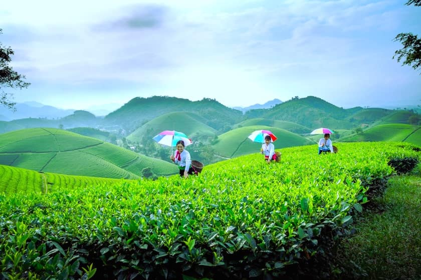 What Are The 6 Types Of Tea? | The Fascinating Story Of How Tea Is Made