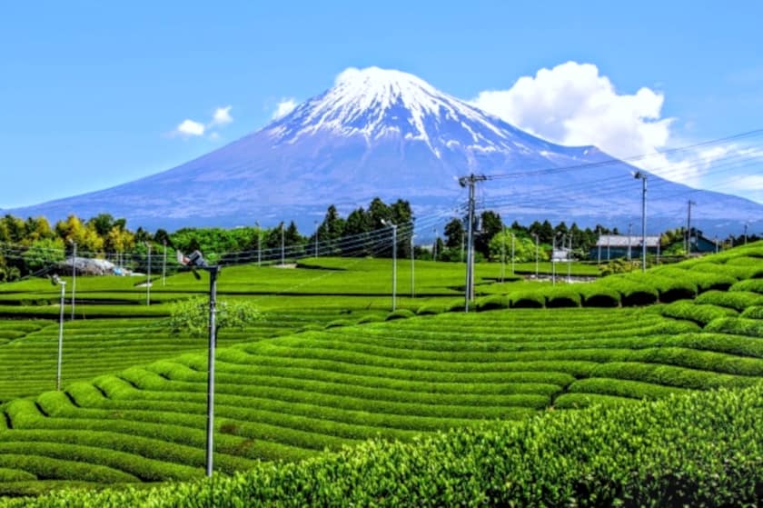 6 Most Beautiful Tea Estates In The World | A Tea Lover's Dream