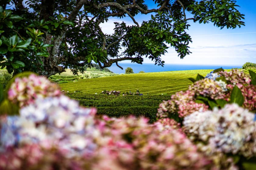 6 Most Beautiful Tea Estates In The World | A Tea Lover's Dream