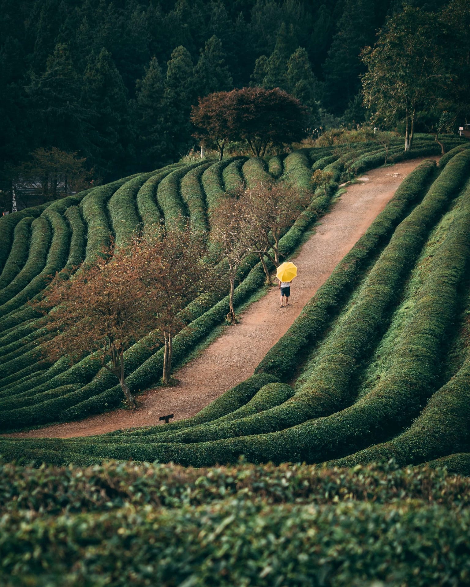 6 Most Beautiful Tea Estates In The World | A Tea Lover's Dream